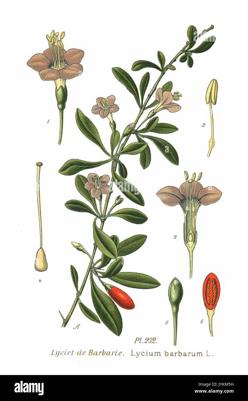 Shrub lycium solanaceae hi-res stock photography and images - Alamy