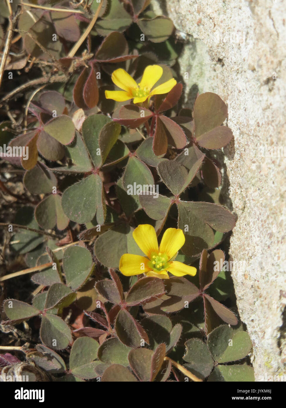 Oxalis corniculata botanical illustration hi-res stock photography and ...