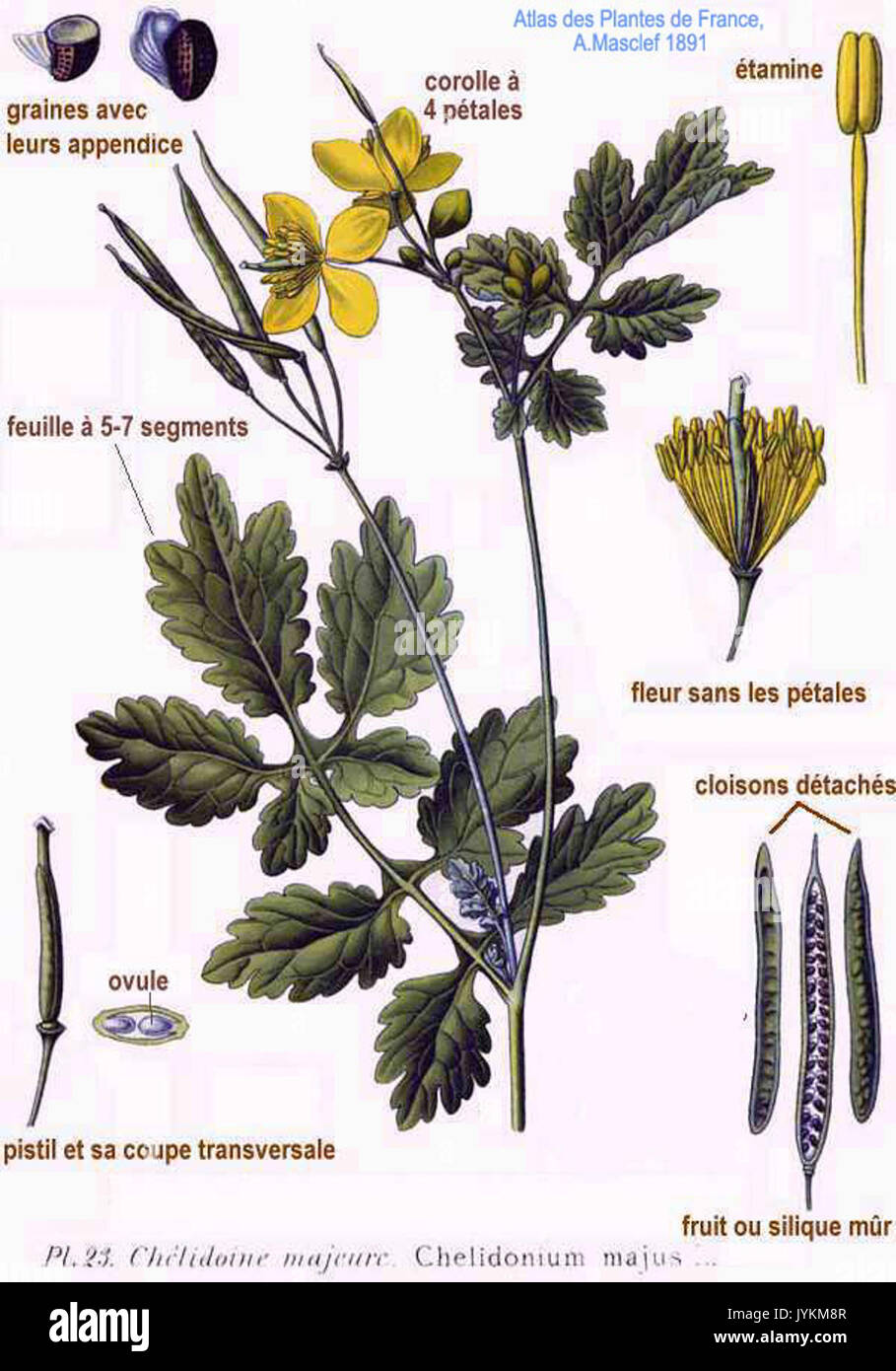 Chelidonium majus chelidonium majus hi-res stock photography and images ...