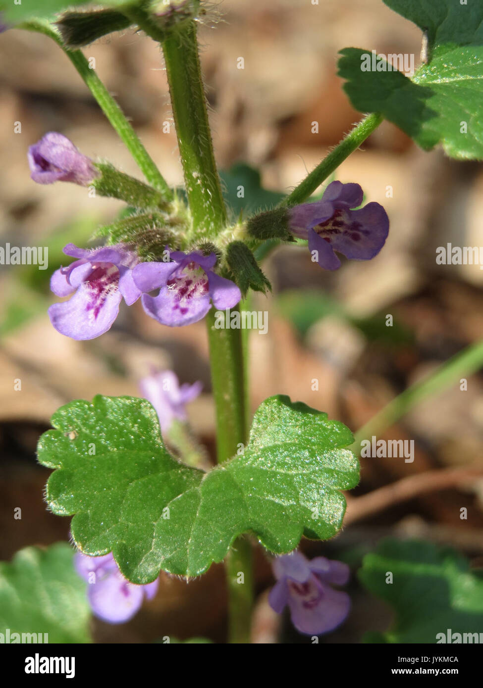 Native asian ivy hi-res stock photography and images - Alamy