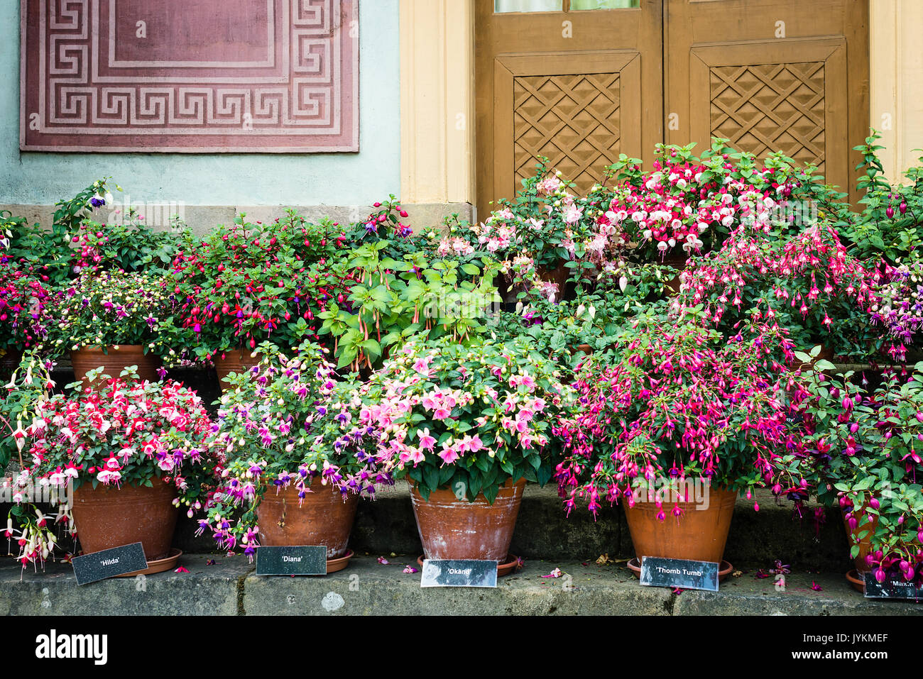 Variety of fuchsia in pots outside Chinese pavilion in Drottningholm ...