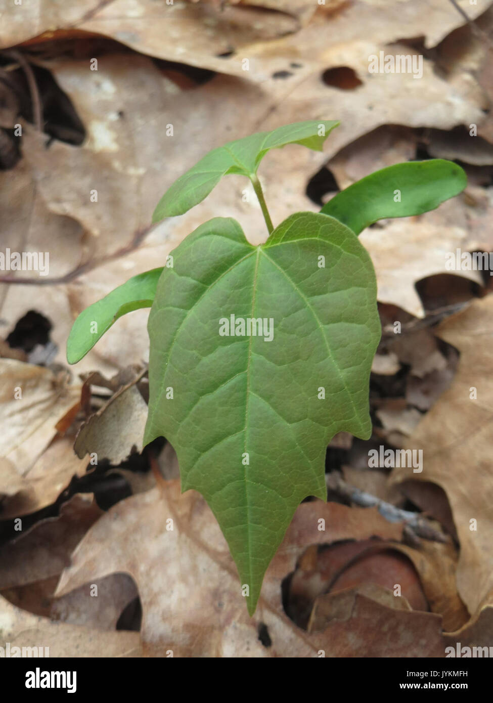 Sycamore tree roots hi-res stock photography and images - Alamy