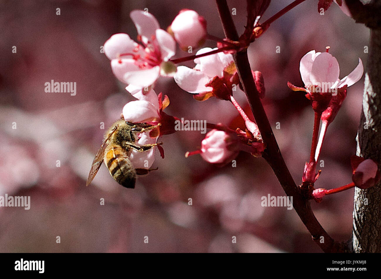 This image features a drawing titled *Time to Pollinate the Flowers ...