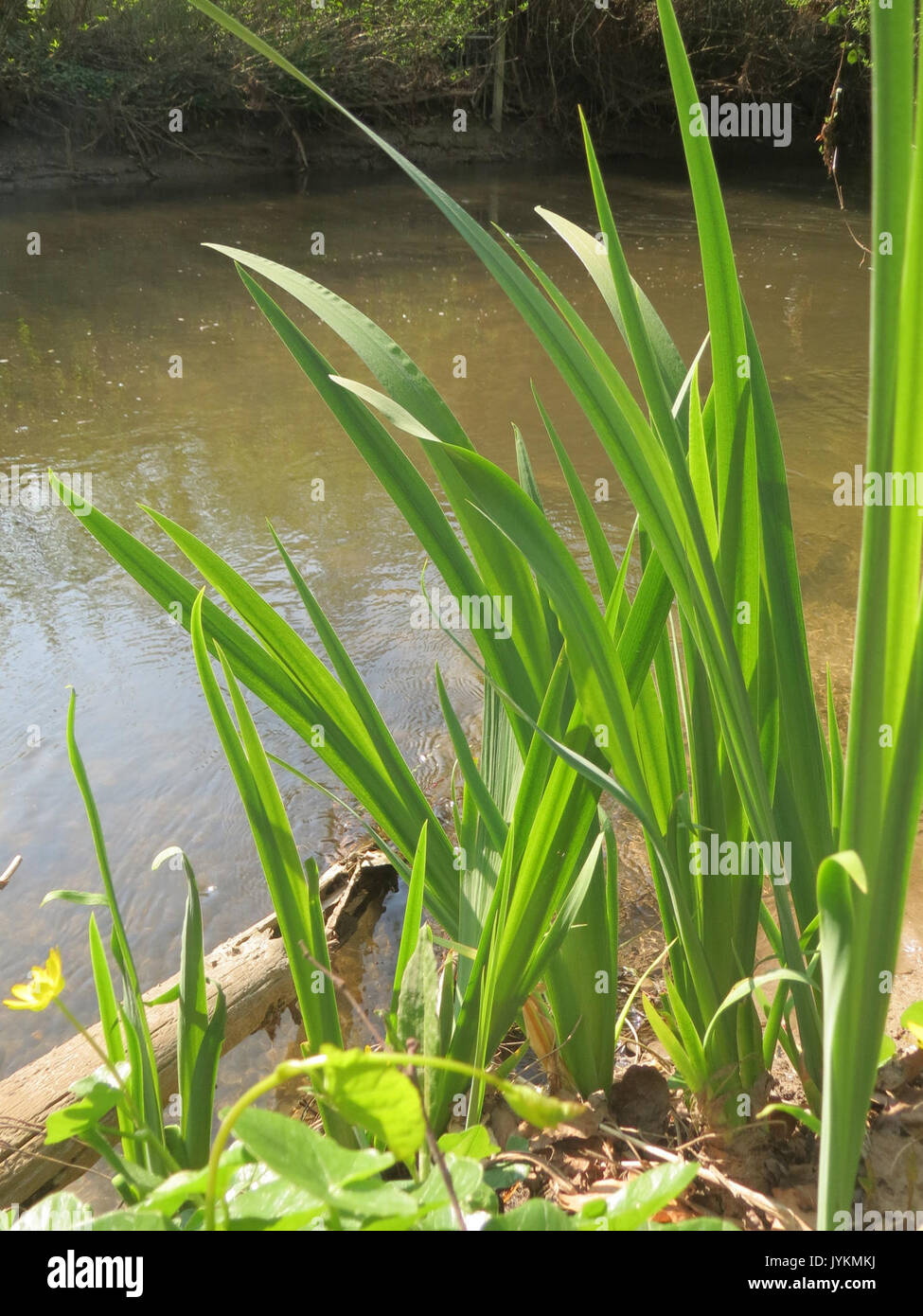Native wetland species of iris hi-res stock photography and images - Alamy