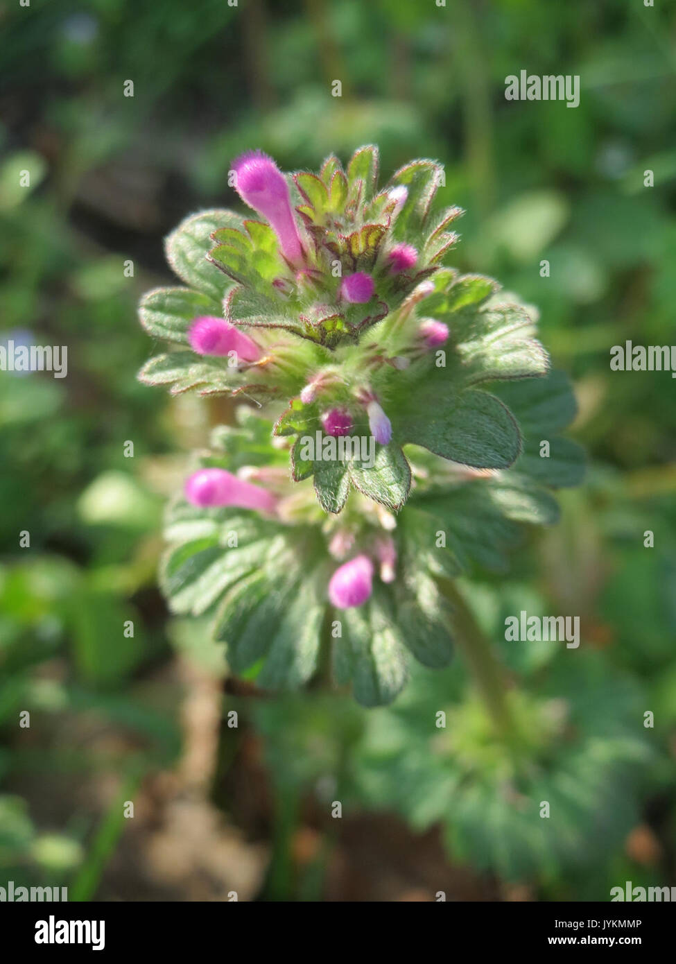 Nettle varieties hi-res stock photography and images - Alamy