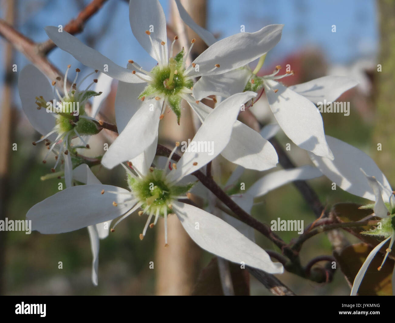 Amelanchier lamarckii (snowy mespilus) hi-res stock photography and ...