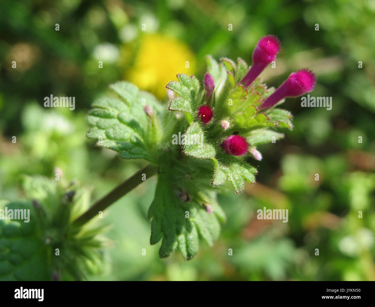 Common henbit lamium amplexicaule hi-res stock photography and images ...