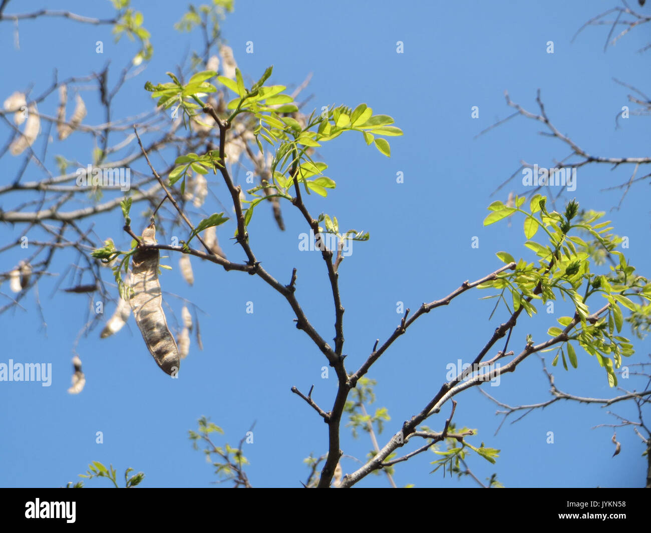 Black locust blossoms hi-res stock photography and images - Alamy