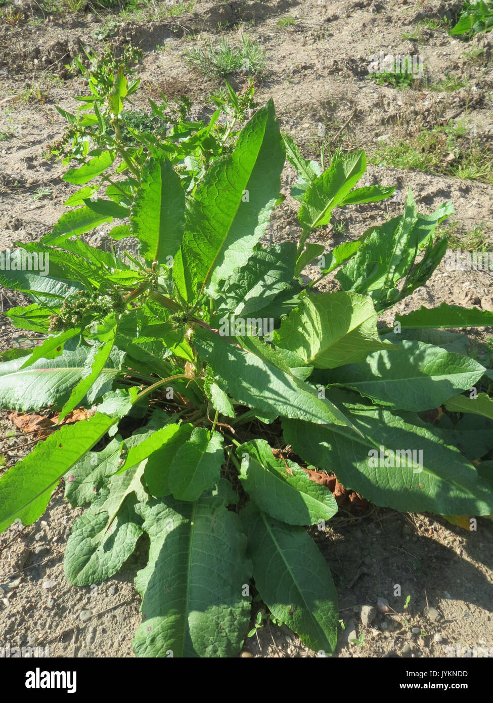 Botanical illustration of rumex obtusifolius hi-res stock photography ...