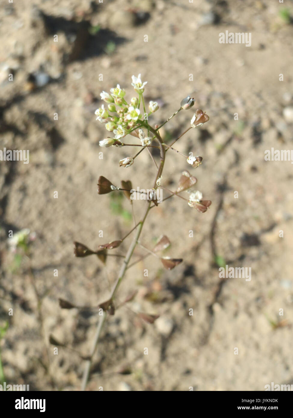 Bursa pastoris flower hi-res stock photography and images - Alamy