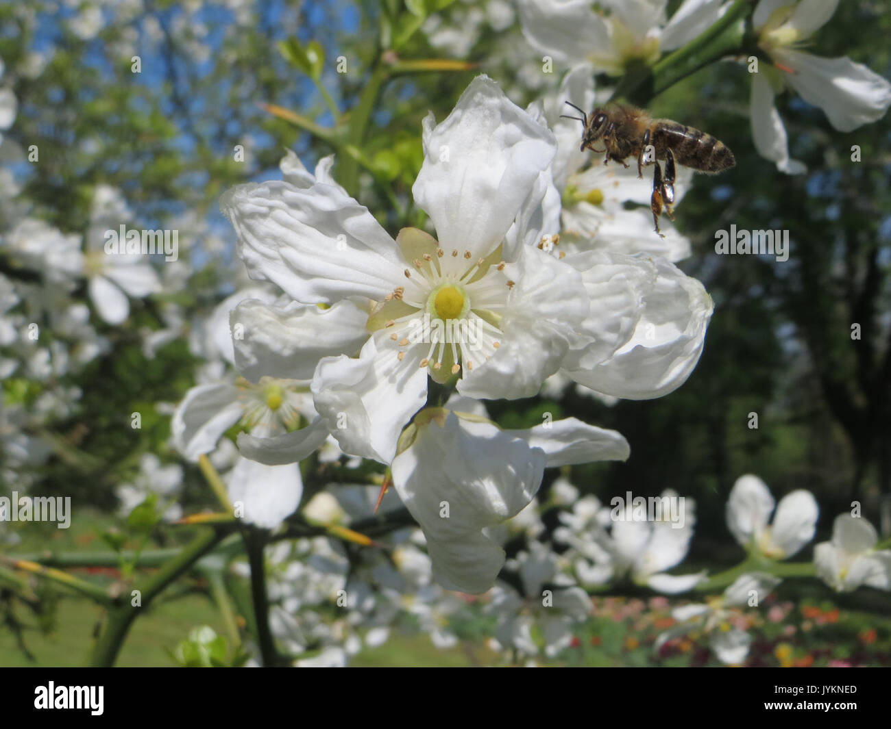 Trifoliata rootstock hi-res stock photography and images - Alamy