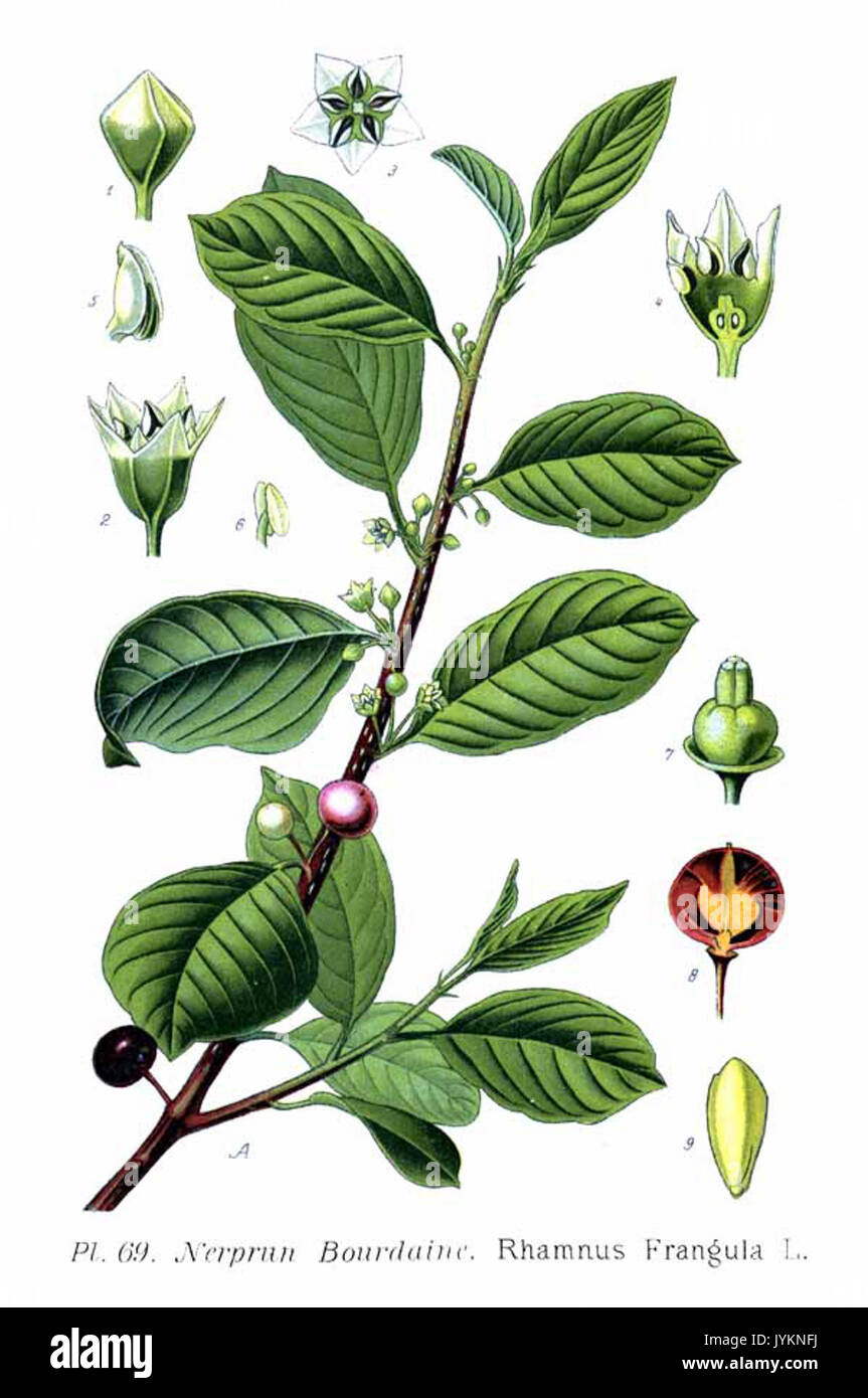 Ancient rhamnus hi-res stock photography and images - Alamy