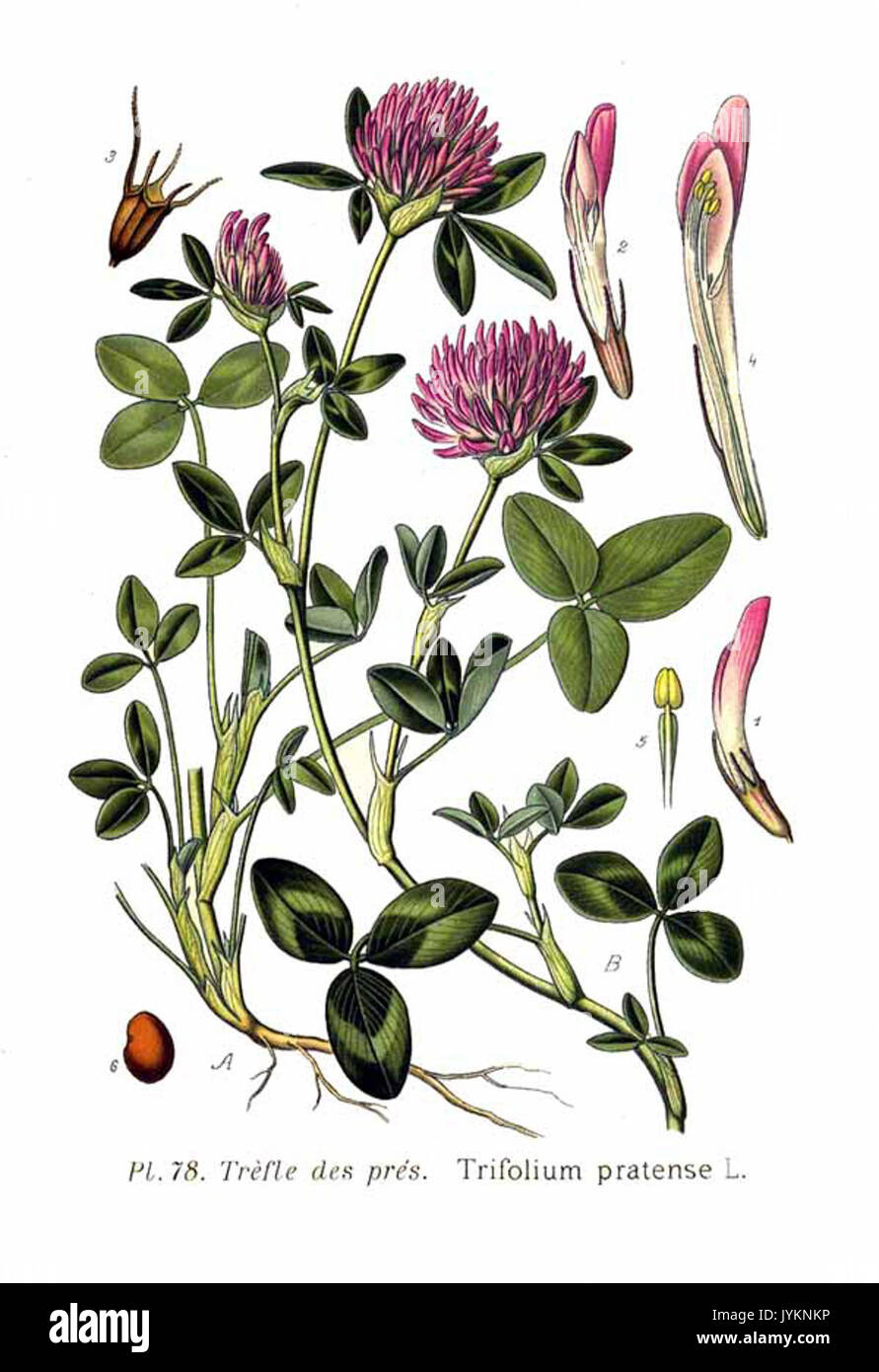 Trifolium l hi-res stock photography and images - Alamy