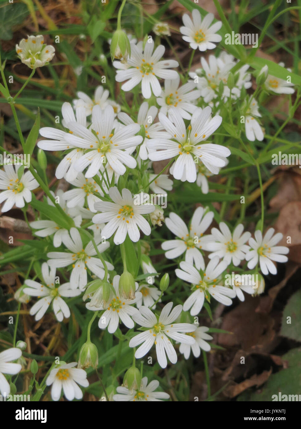 A photograph of Stellaria holostea, also known as greater stitchwort ...