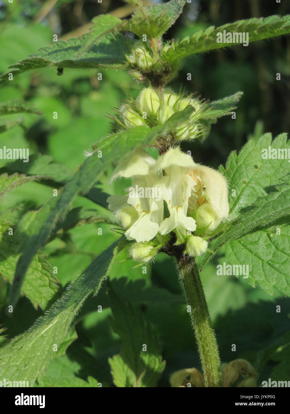 Nettle like leaves hi-res stock photography and images - Alamy