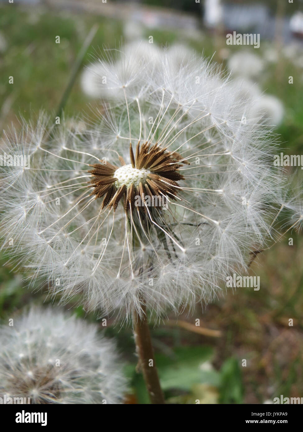 Yellow puffballs hi-res stock photography and images - Alamy