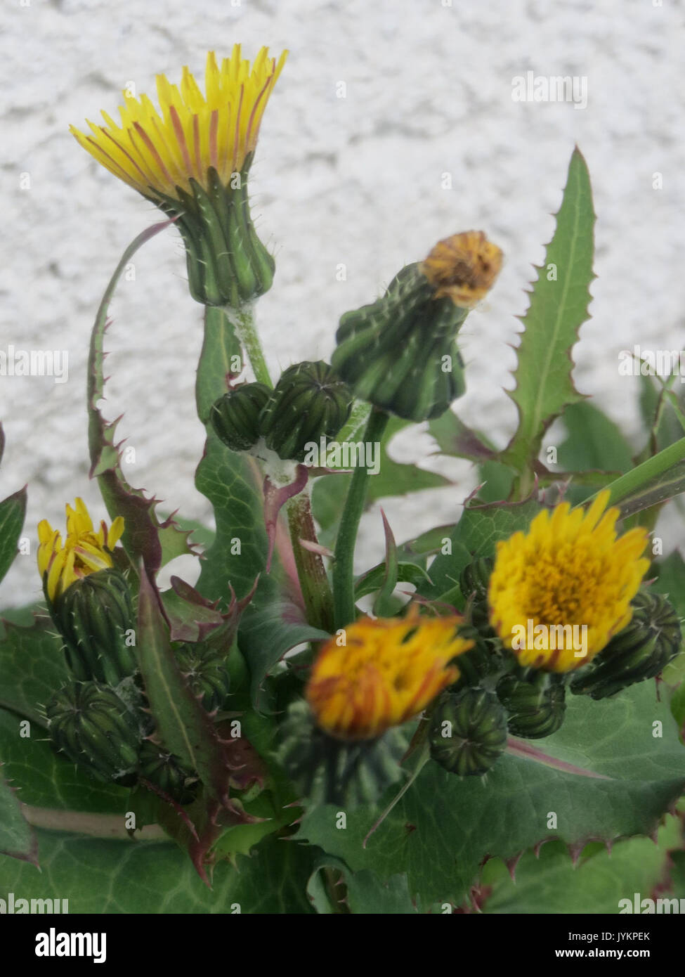 Plant species sonchus asper hi-res stock photography and images - Alamy