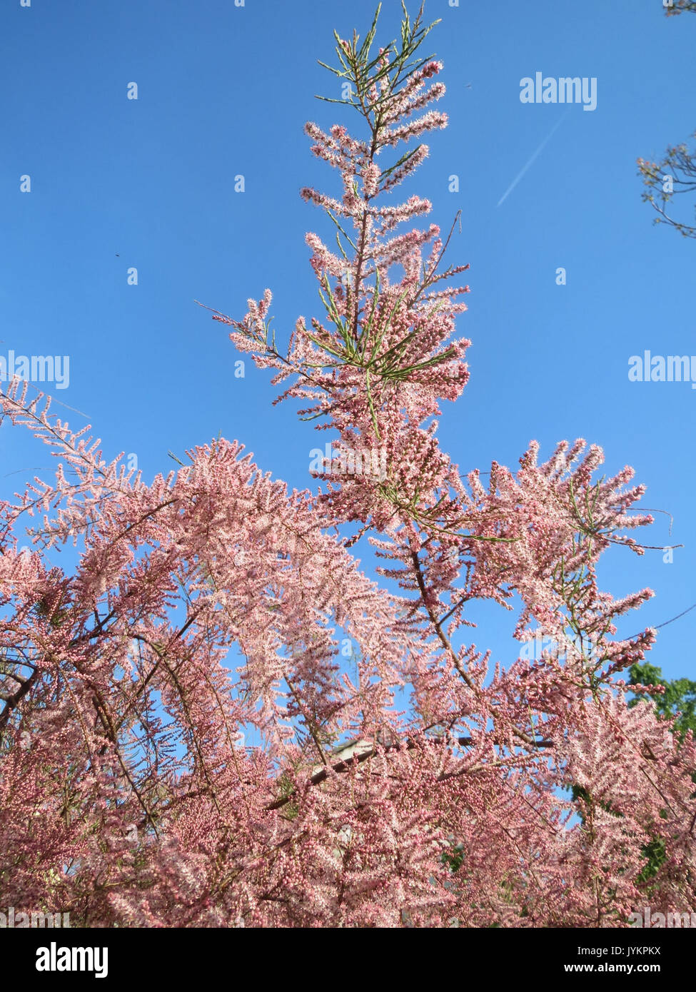 Plant species tamarix gallica hi-res stock photography and images - Alamy