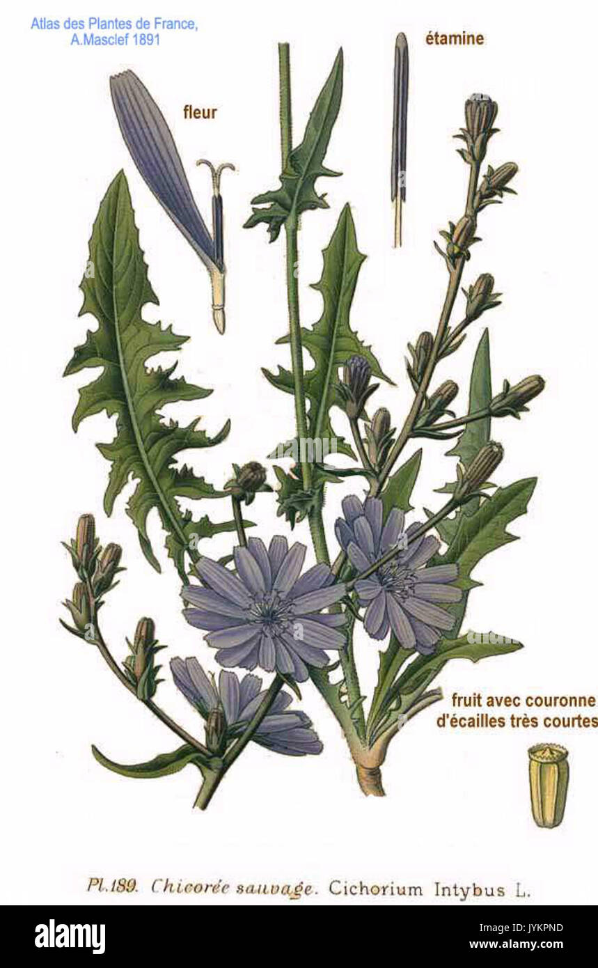 Cichorium intybus illustration hi-res stock photography and images - Alamy