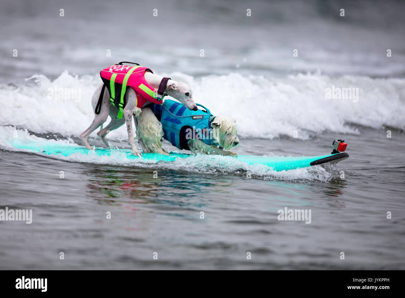 Dogs compete in the World Dog Surfing Championships in Pacifica ...