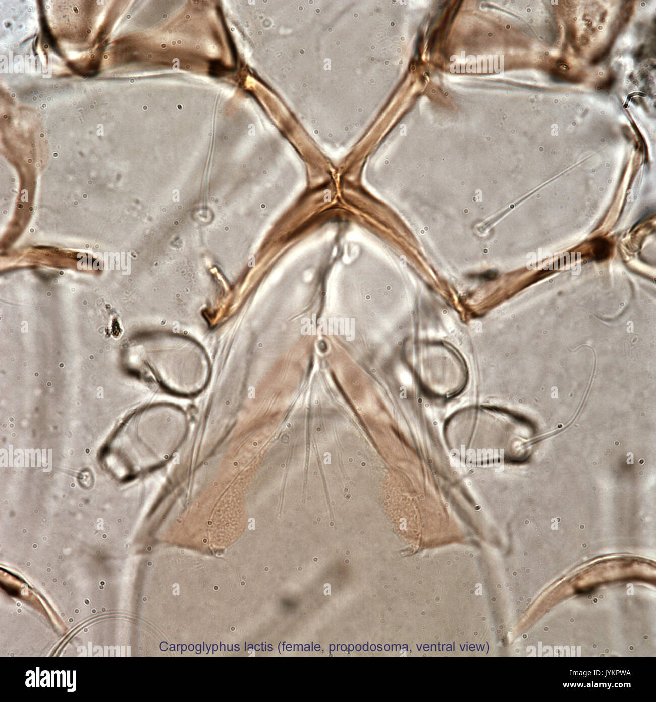 8b Carpoglyphus lactis Vladivostok female2 propodosoma ventr BF100 ...