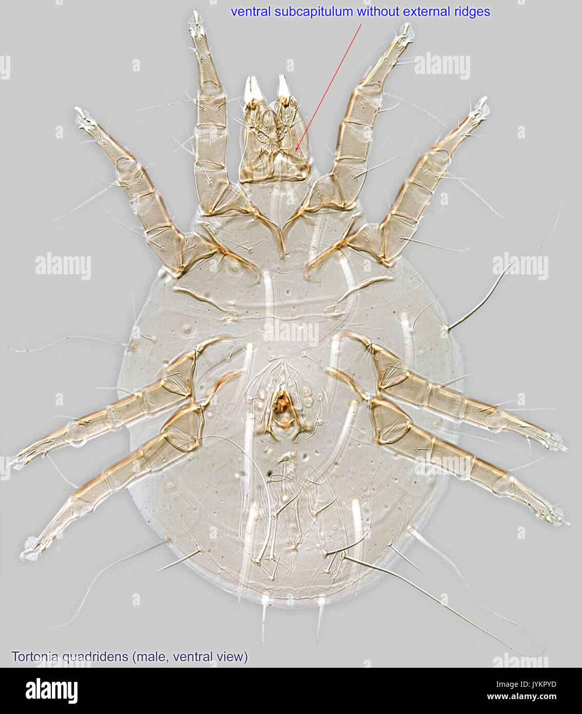 Quadridens hi-res stock photography and images - Alamy