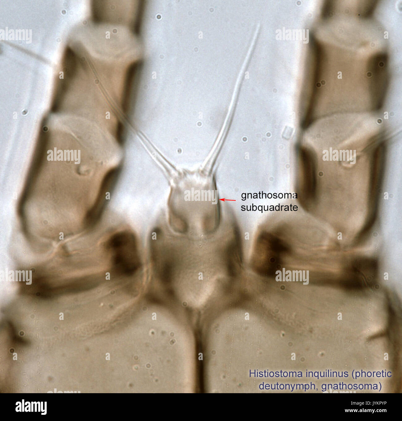 23 Histiostoma inquilinus HDN gnathosoma DIC100 BMOC 95 0323 006 Stock ...