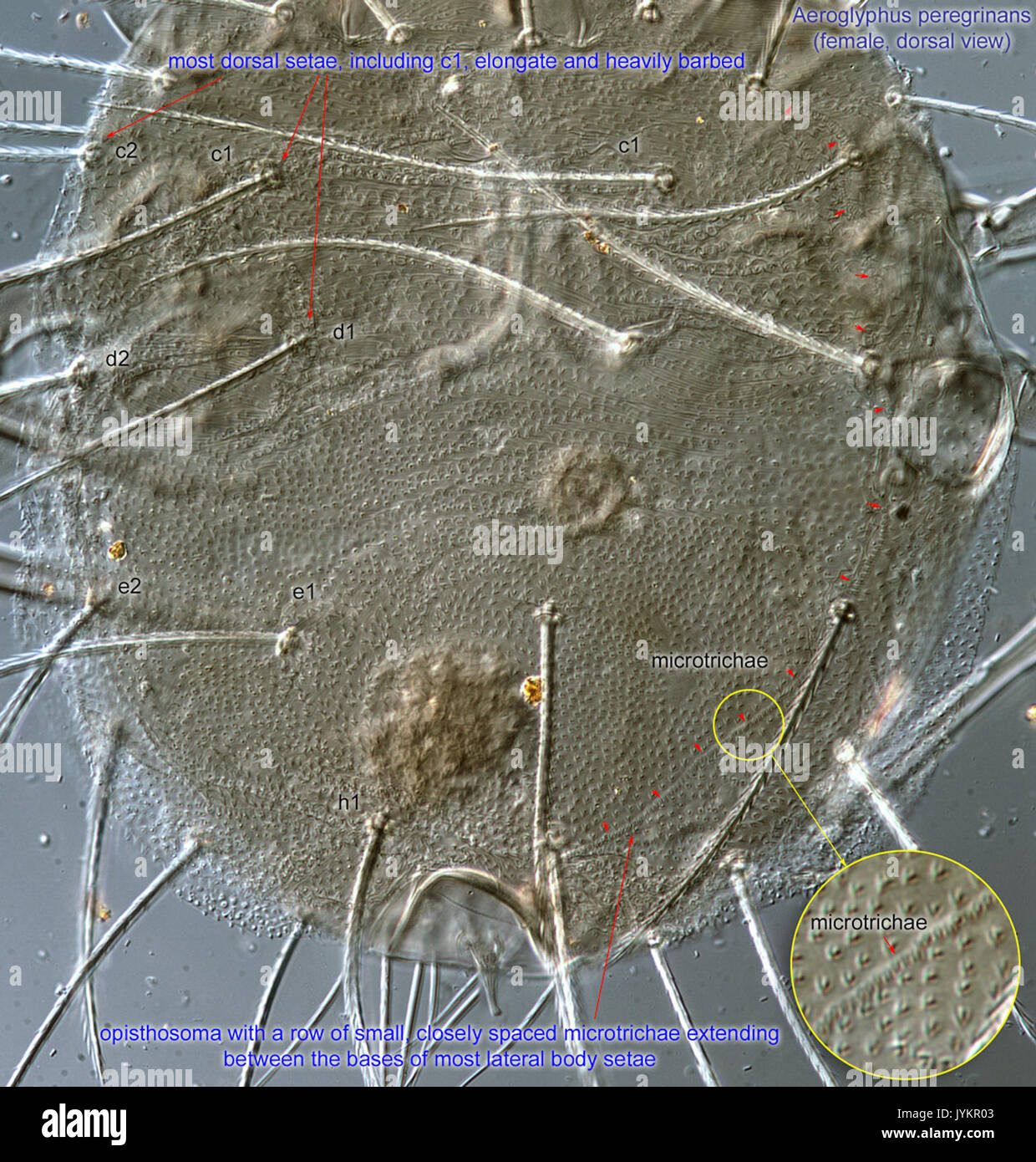 5 Aeroglyphus peregrinans female1 opisthosoma dorsal DIC40 BMOC 05 0420 ...