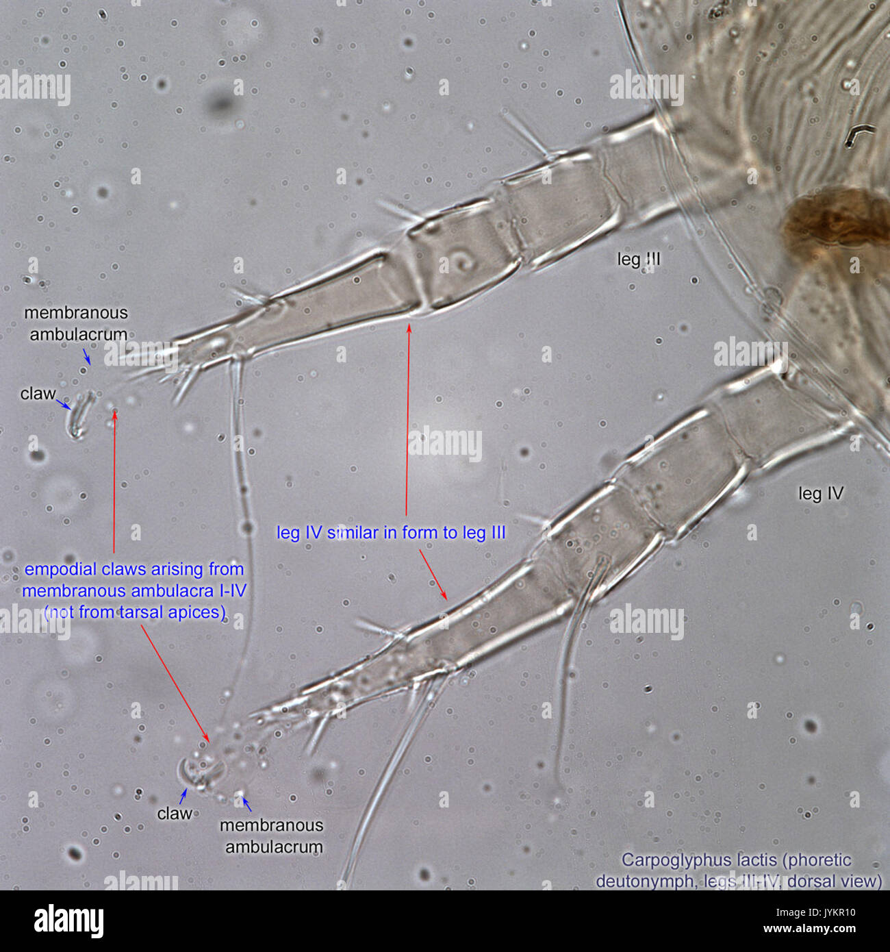 5 Carpoglyphus lactis Vladivostok HDN1 legIV BF100 Stock Photo - Alamy