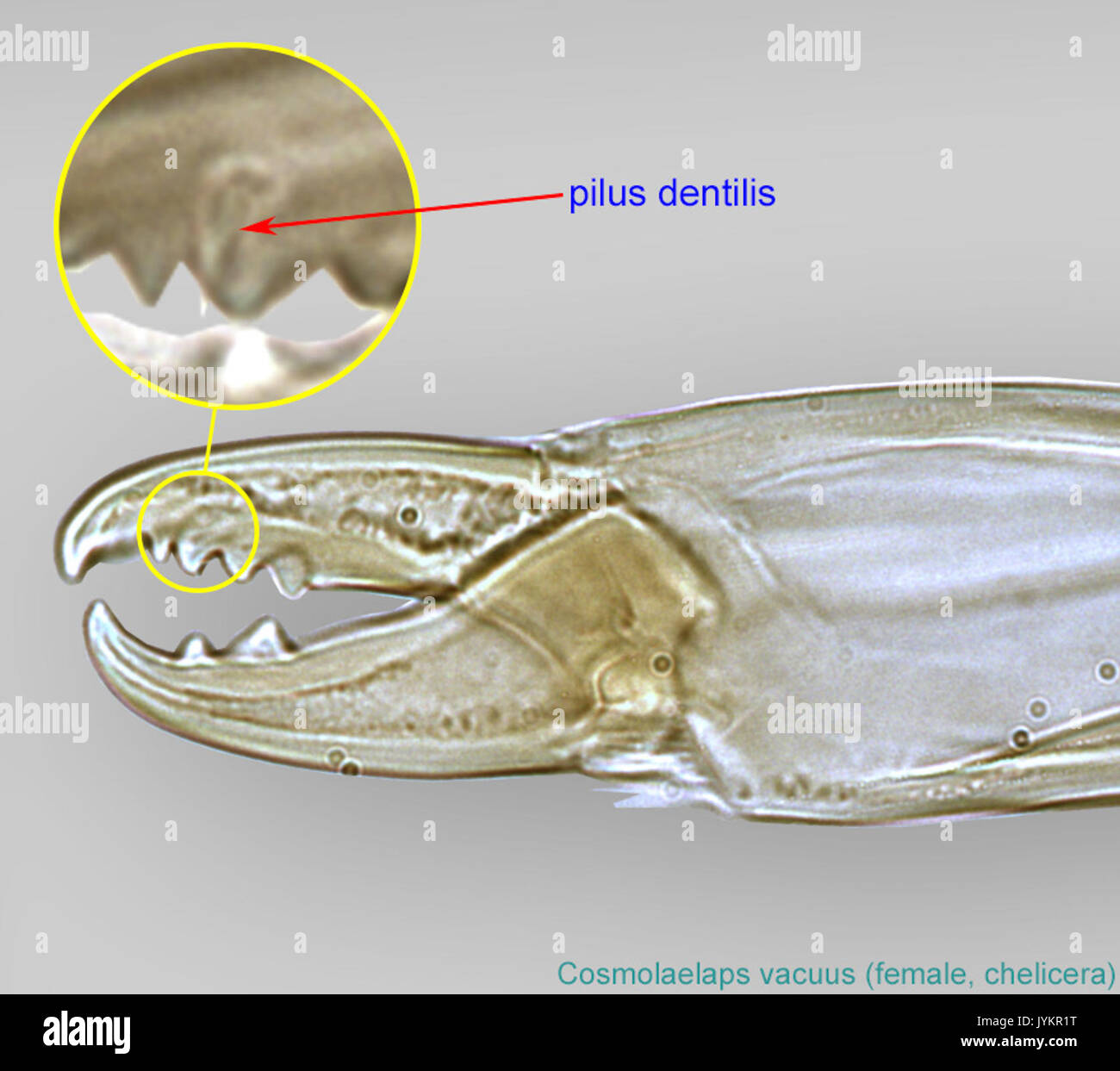 Vacuus hi-res stock photography and images - Alamy