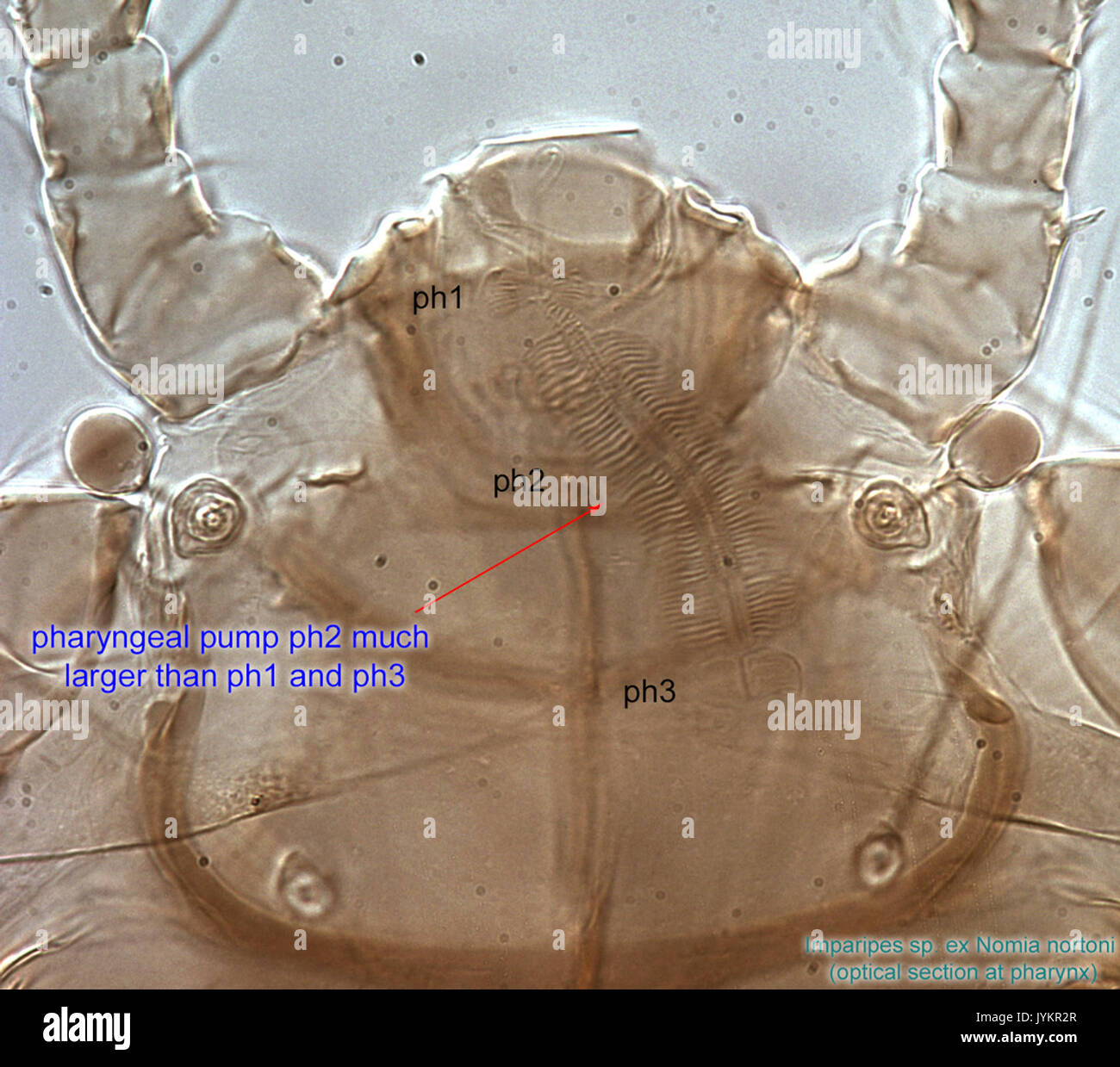 Pharynx drawing hi-res stock photography and images - Alamy