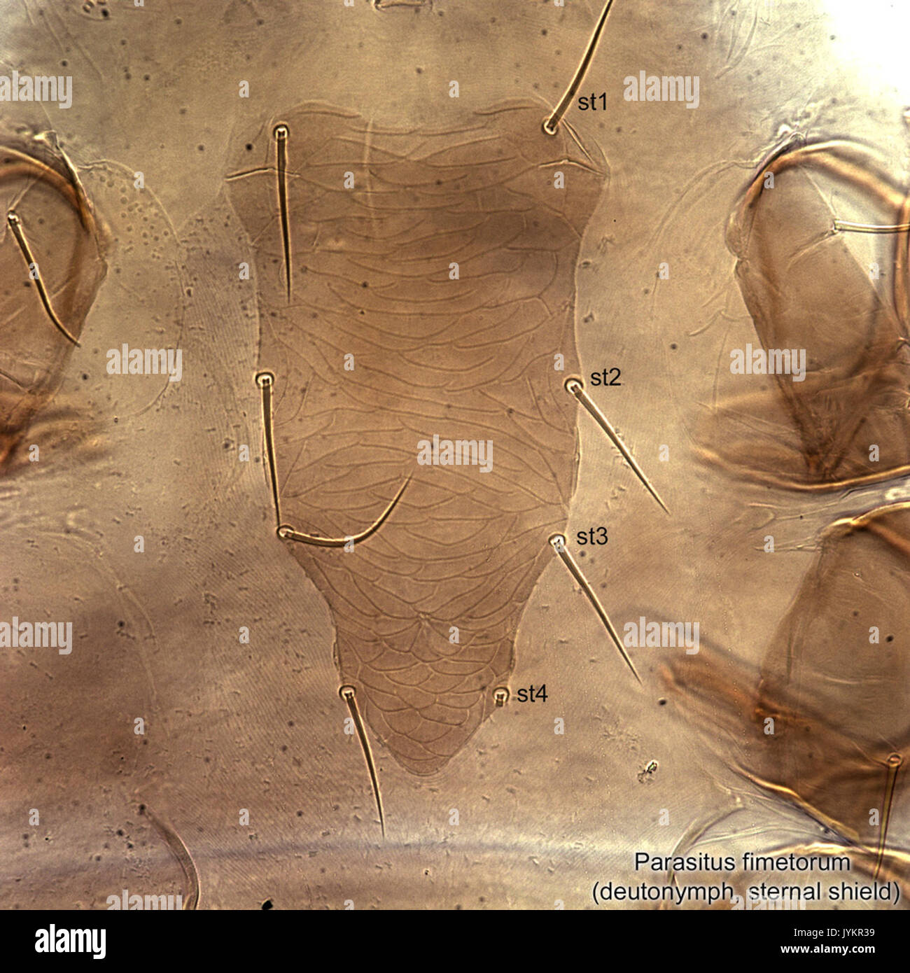5 Parasitus fimetorum DN sternal shield DIC40 Stock Photo - Alamy