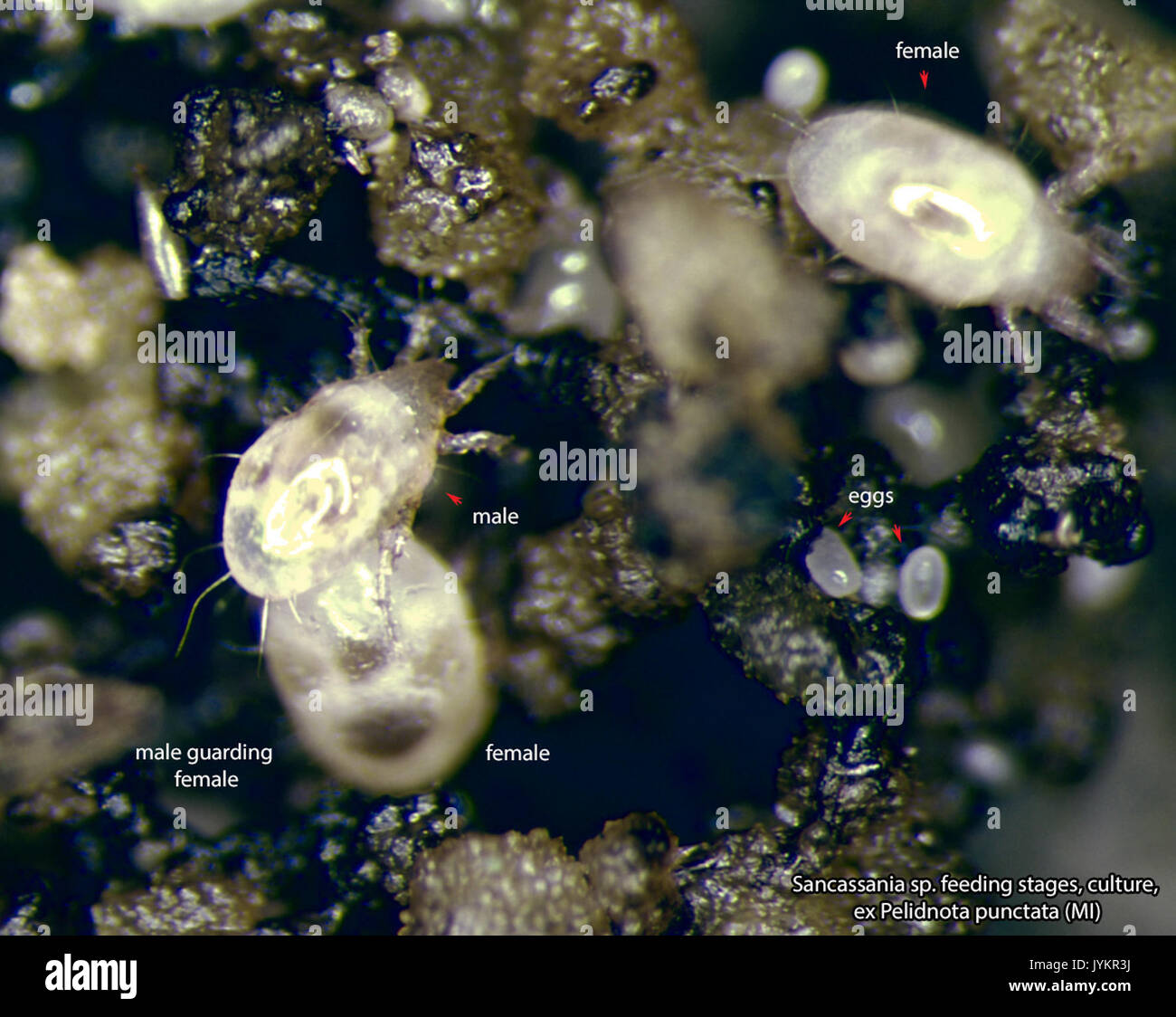 5 punctata hi-res stock photography and images - Alamy