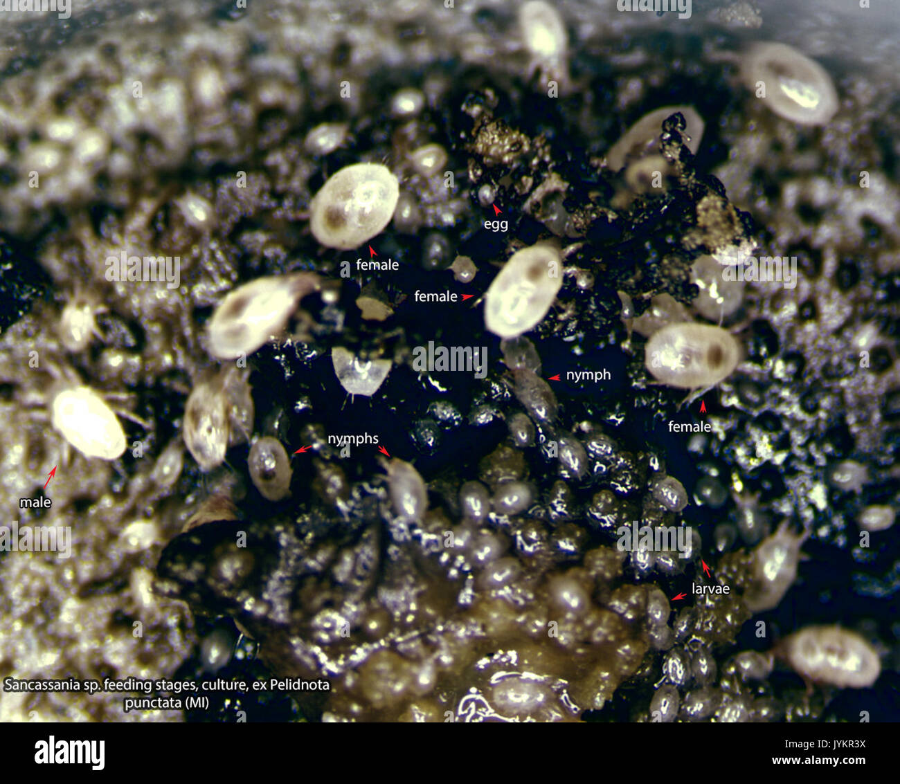 5 Sancassania feeding stages ex Pelidnota punctata BMOC 15 0727 004 ...