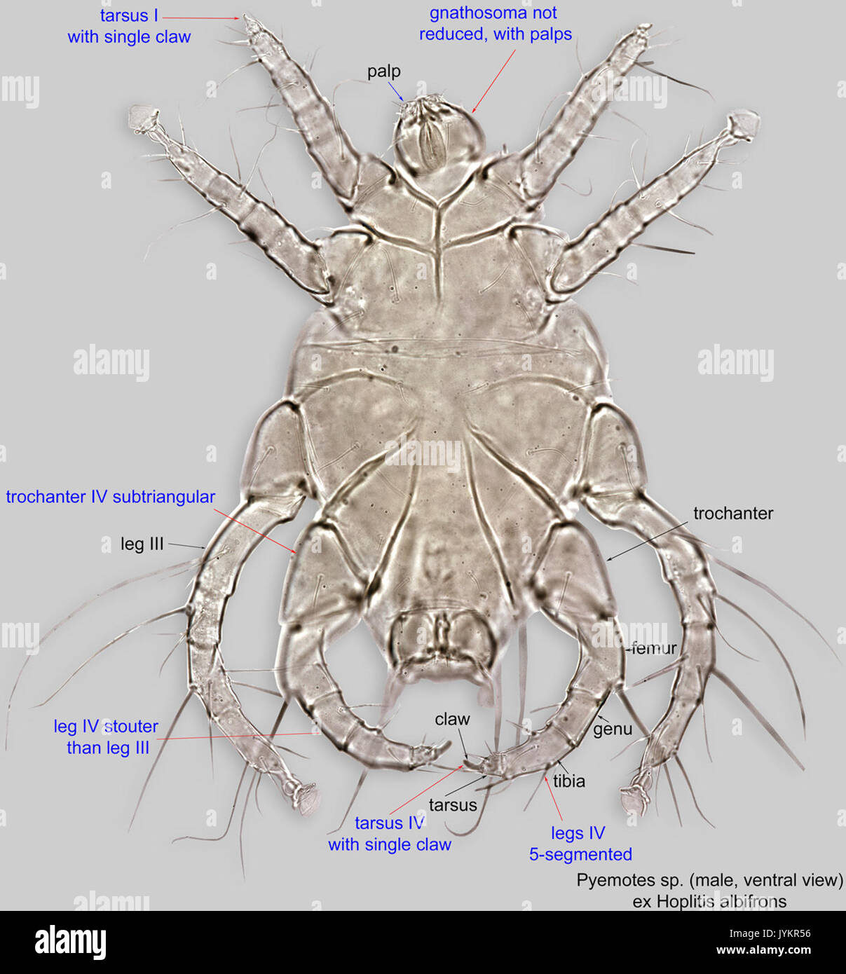 Male with mite hi-res stock photography and images - Alamy