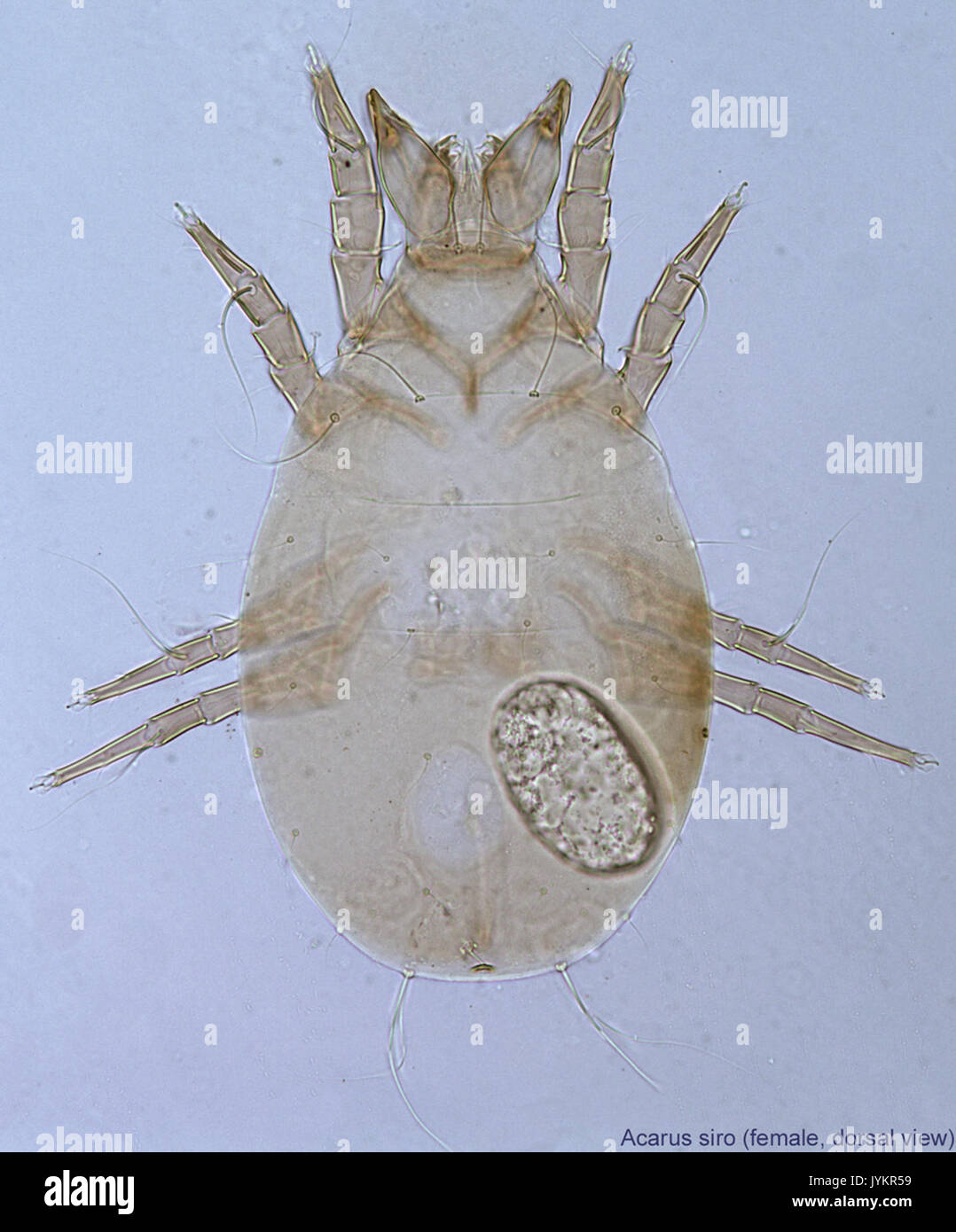 Acarus Siro High Resolution Stock Photography and Images - Alamy