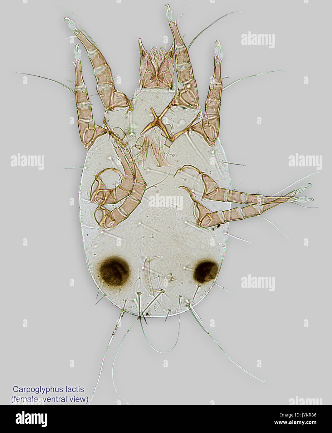 7 Carpoglyphus lactis Vladivostok female ventr BF20 Stock Photo - Alamy