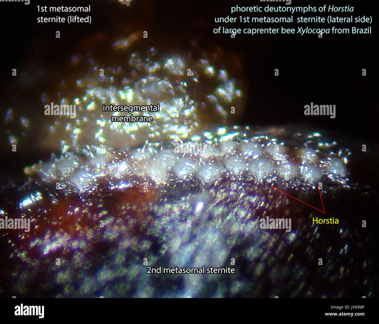 7 Horstia under 1st metasomal tergite lat Xylocopa DSC05020 BMOC 15 ...