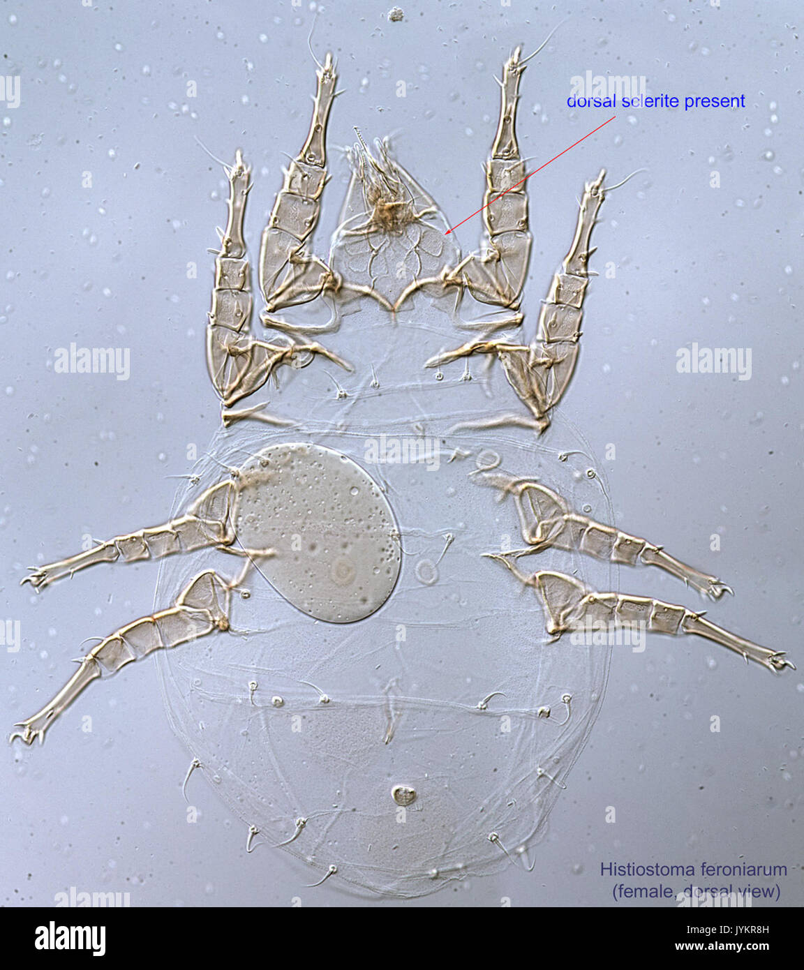 Histiostoma hi-res stock photography and images - Alamy
