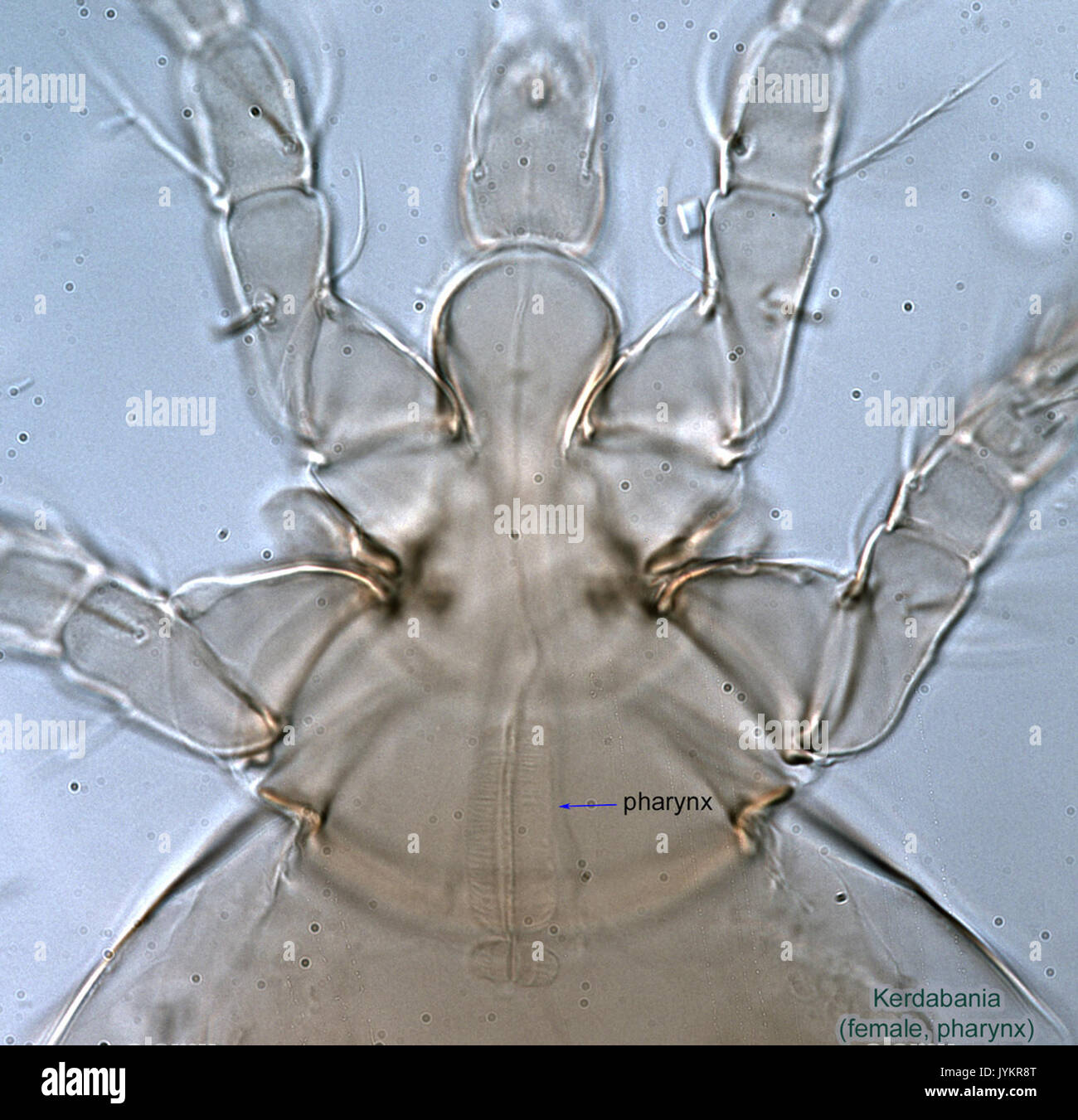 Pharynx drawing hi-res stock photography and images - Alamy