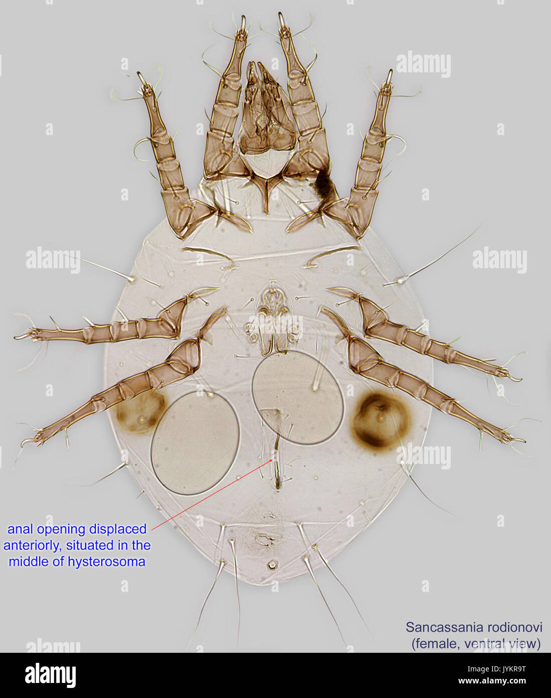 7 Sancassania rodionovi female ventr BF20 BMOC 13 0716 002 Stock Photo ...