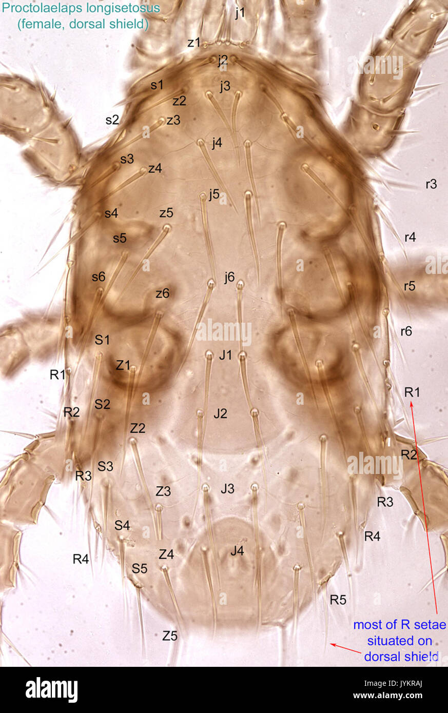 3 Proctolaelaps longisetosus female dorsal shield BMOC 02 0706 002 ...
