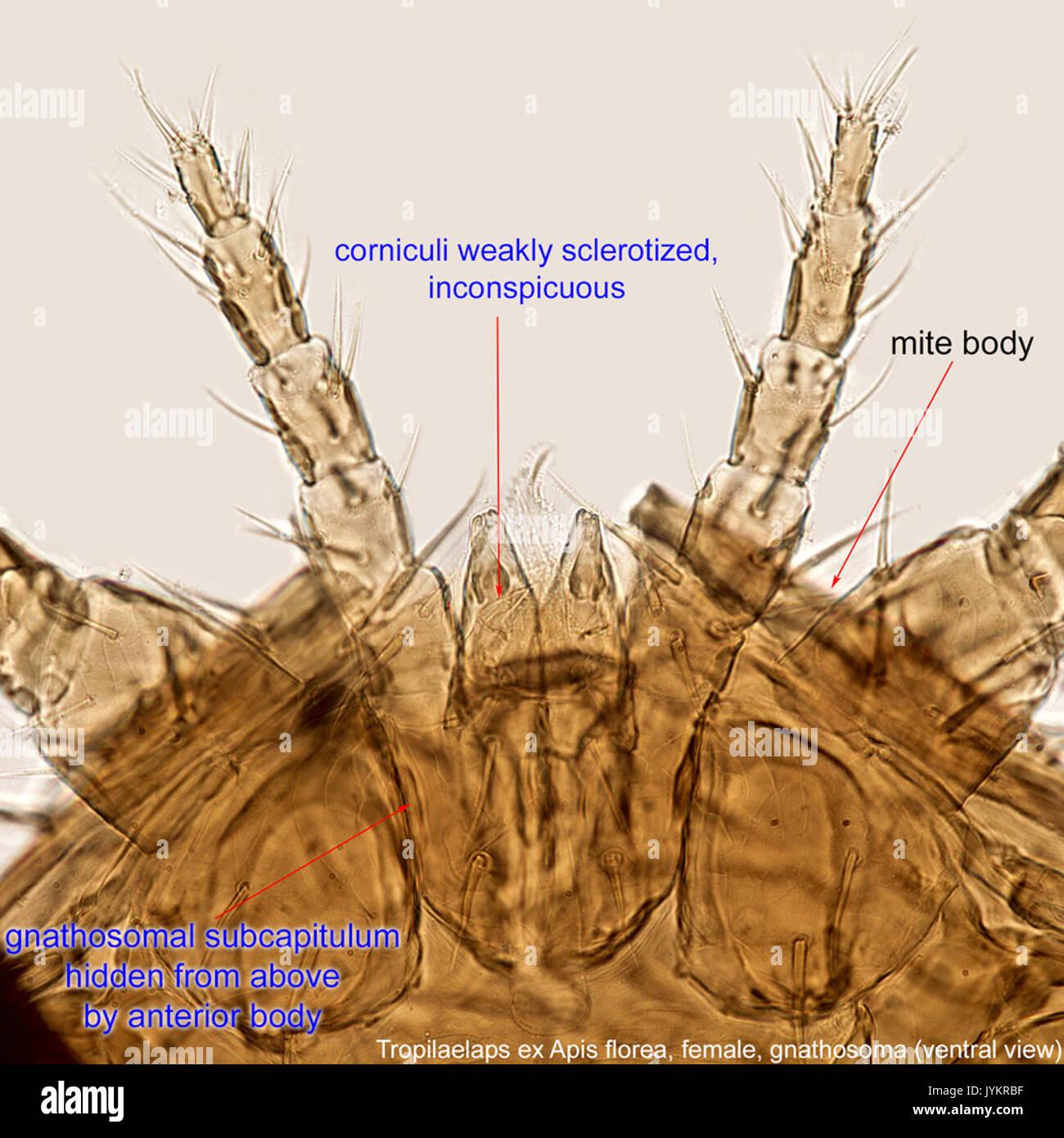 3 Tropilaelaps female gns 40x Stock Photo - Alamy