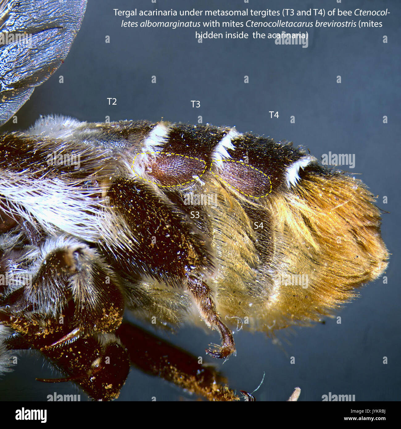 Tergal hi-res stock photography and images - Alamy