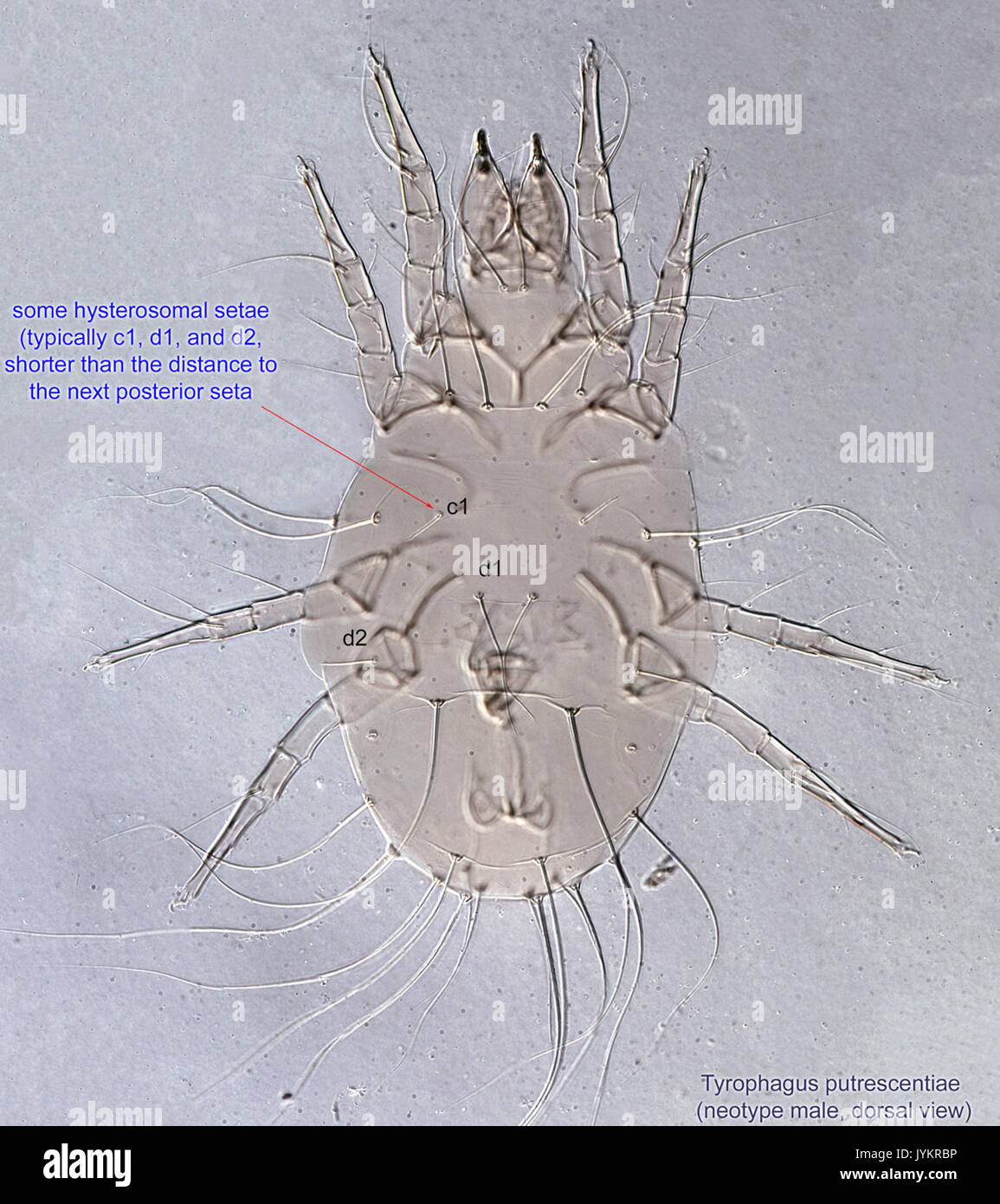 Neotype hi-res stock photography and images - Alamy