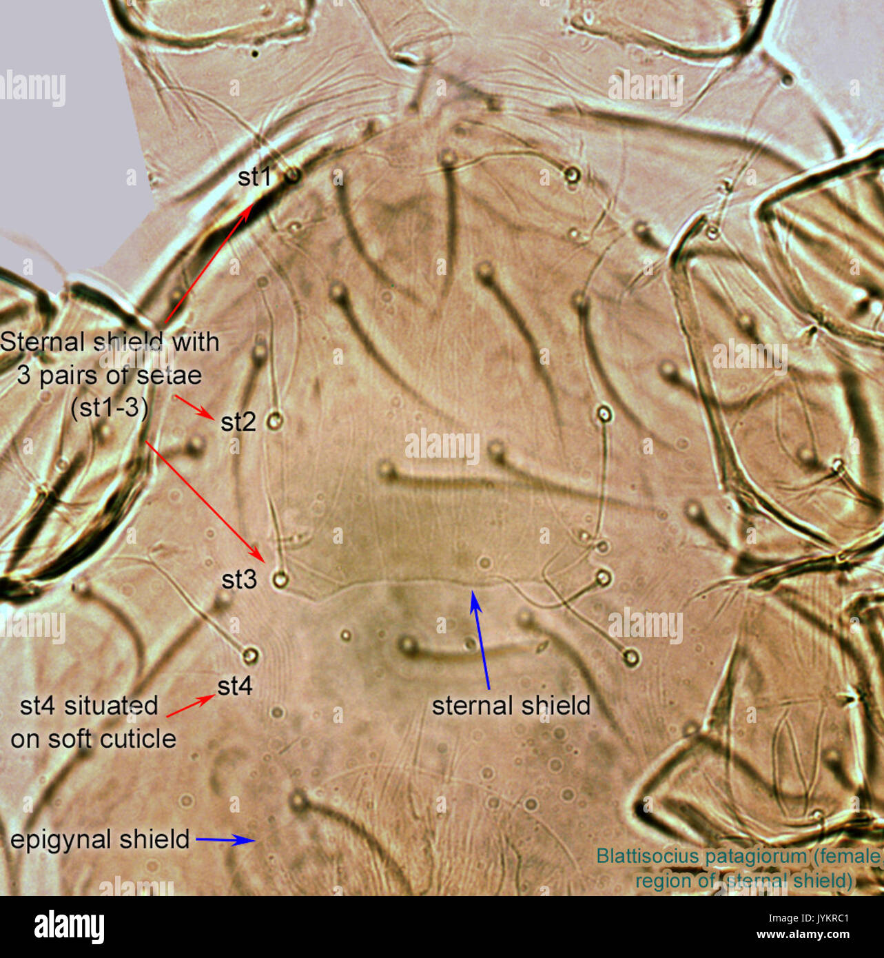 3b Blattisocius patagiorum sternal shield BF40 BMOC 07 0902 001 Stock ...