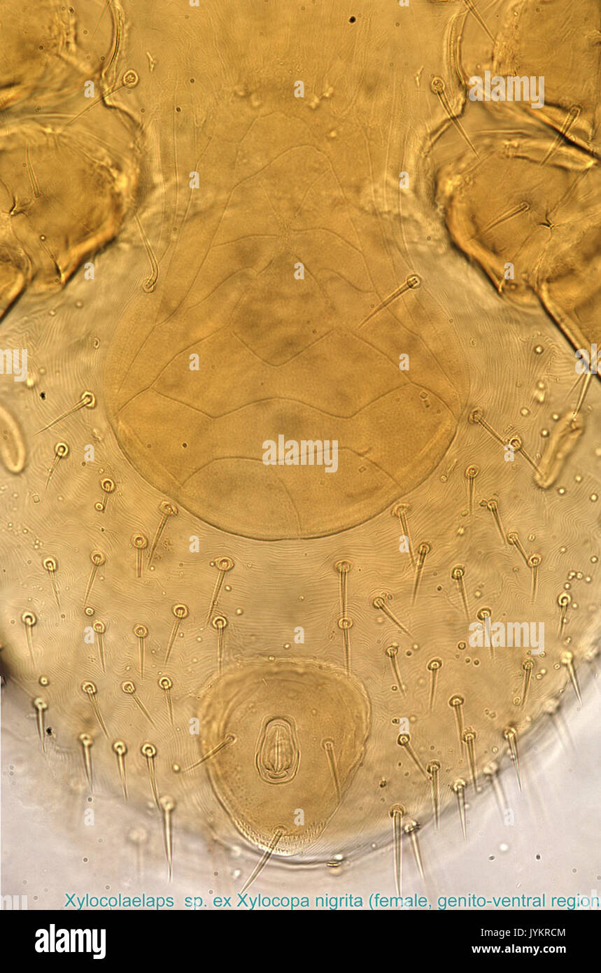 Genito hi-res stock photography and images - Alamy