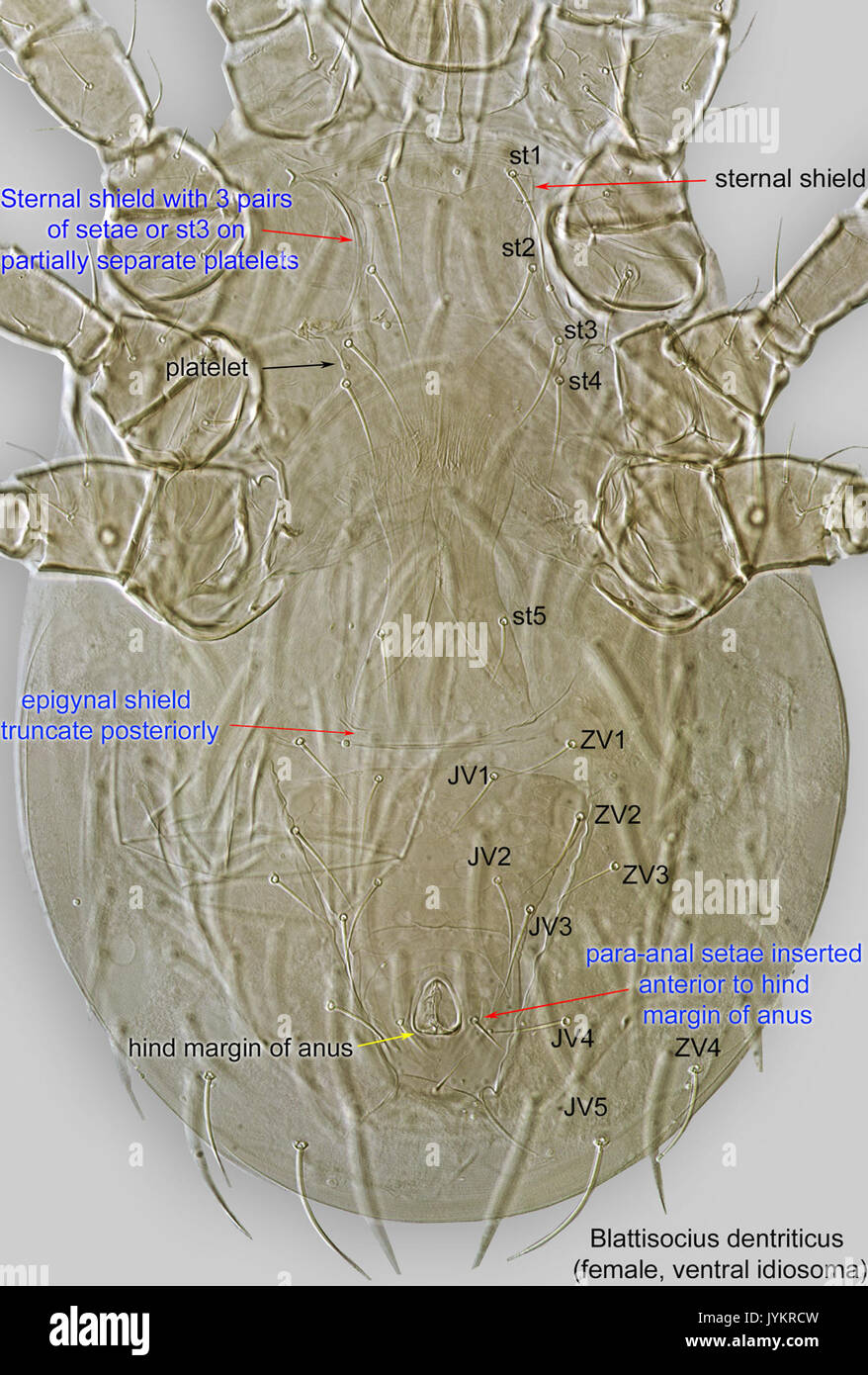 Vental hi-res stock photography and images - Alamy
