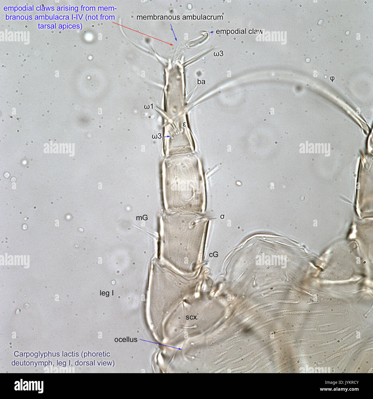 4 Carpoglyphus lactis Vladivostok HDN1 legI BF100 Stock Photo - Alamy