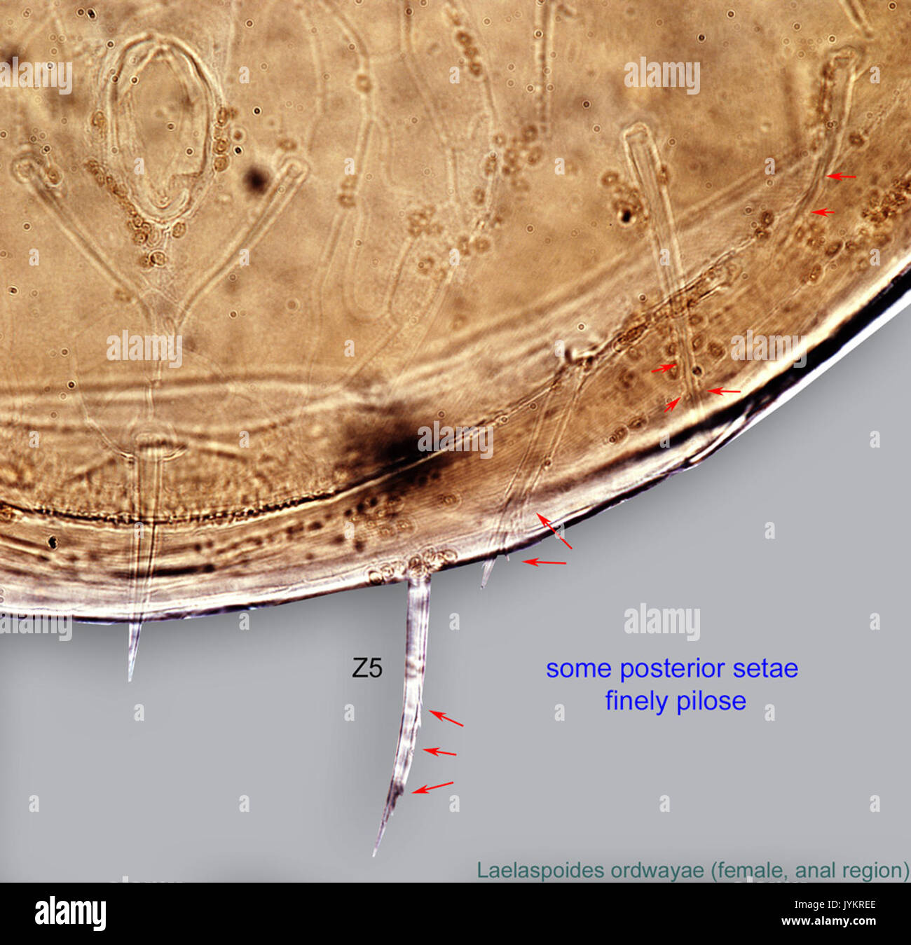 4 Laelaspoides ordwayae female holotype pilose setae2 BF100 Stock Photo ...